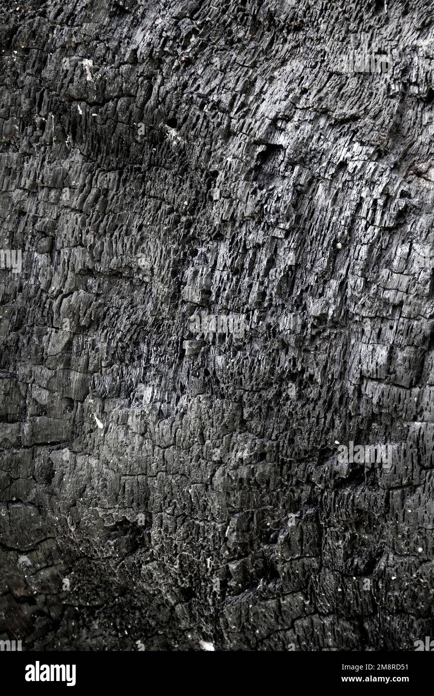 Burnt tree bark texture closeup. Burned wood background Stock Photo - Alamy