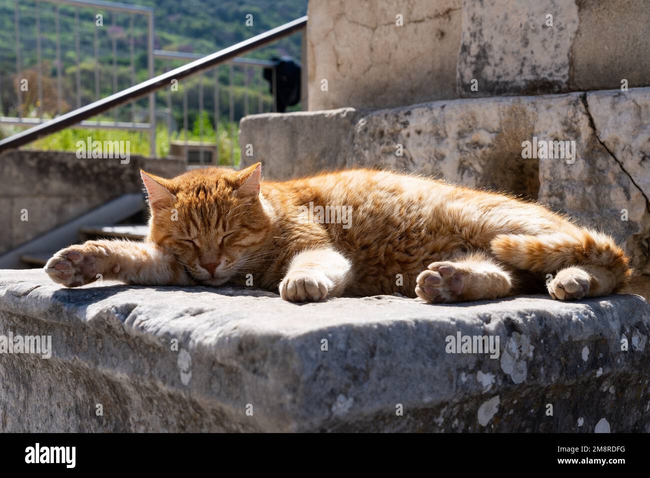 Mammals lazy hi-res stock photography and images - Alamy