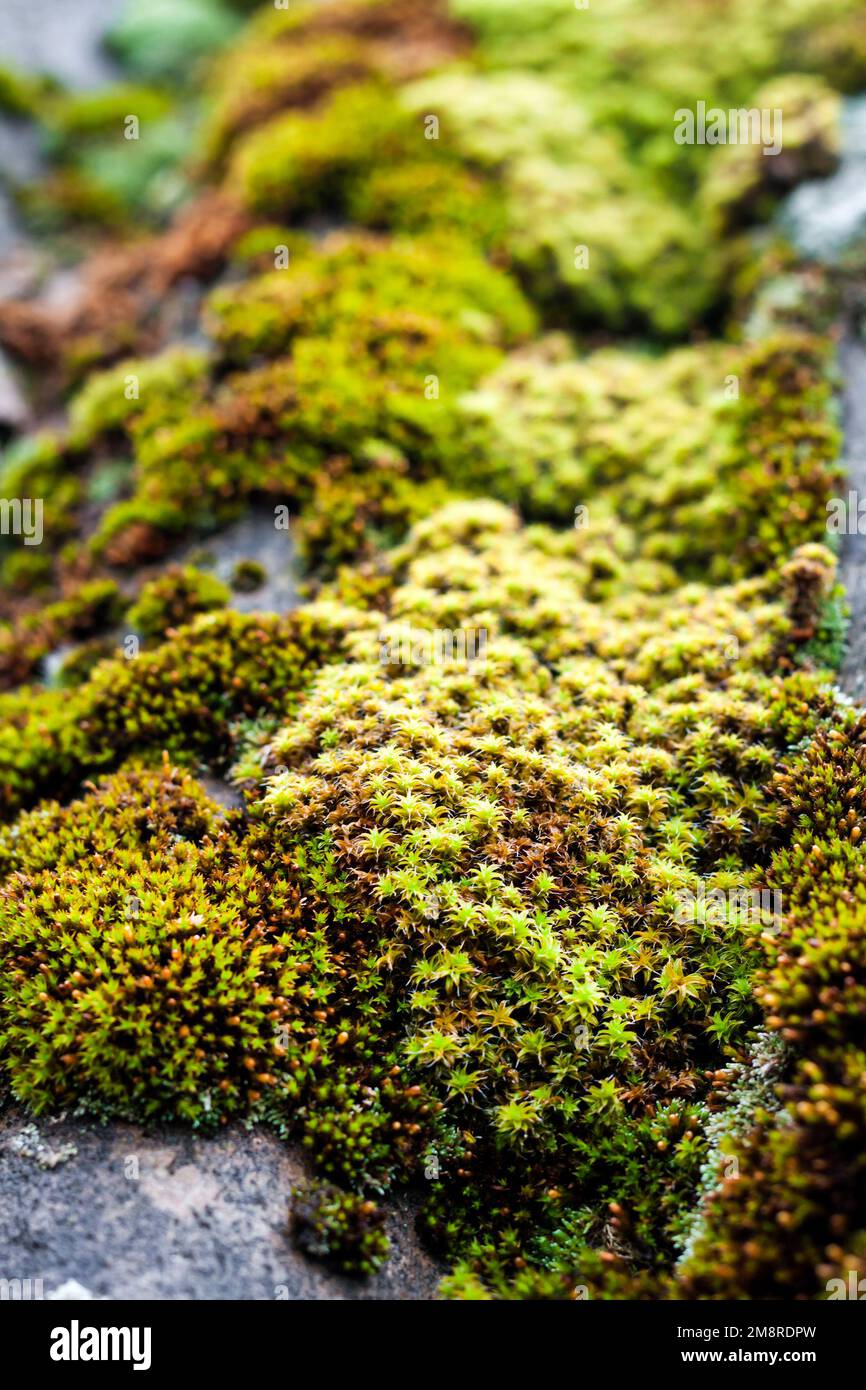 Lichen moss green roof hi-res stock photography and images - Alamy