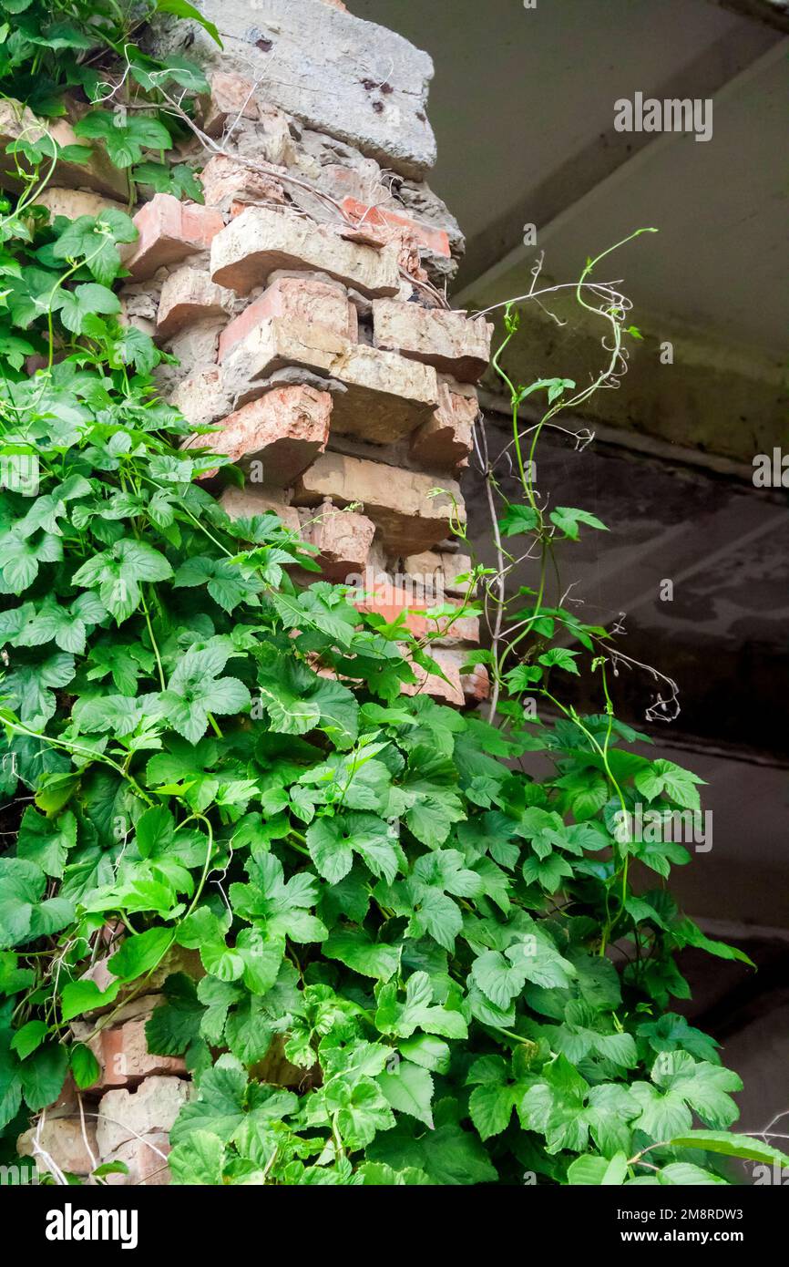 Green hop plant climbing on brick wall fragment of abandoned factory ...