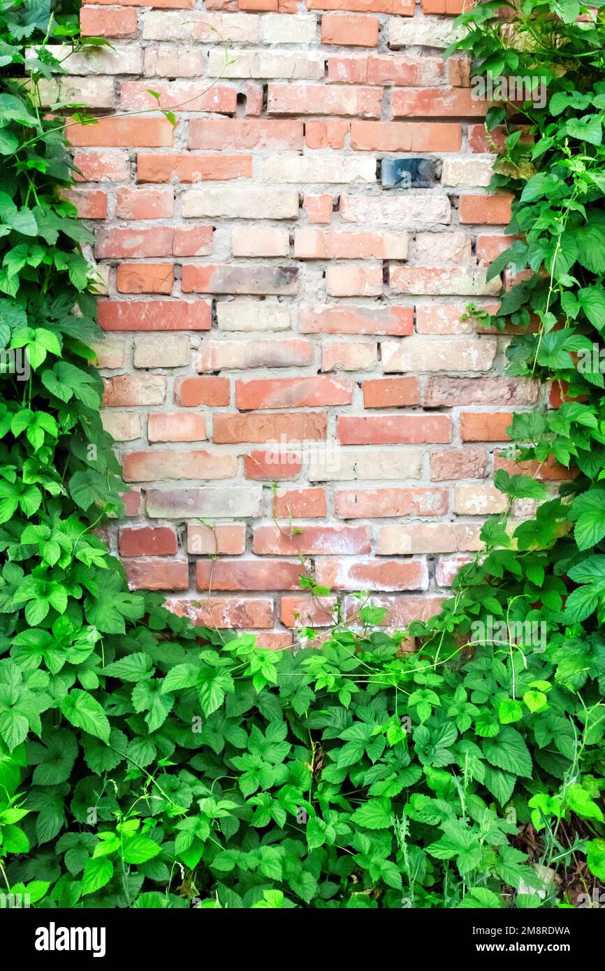 Green hop plant climbing on old brick wall. Copy space. Power of nature ...