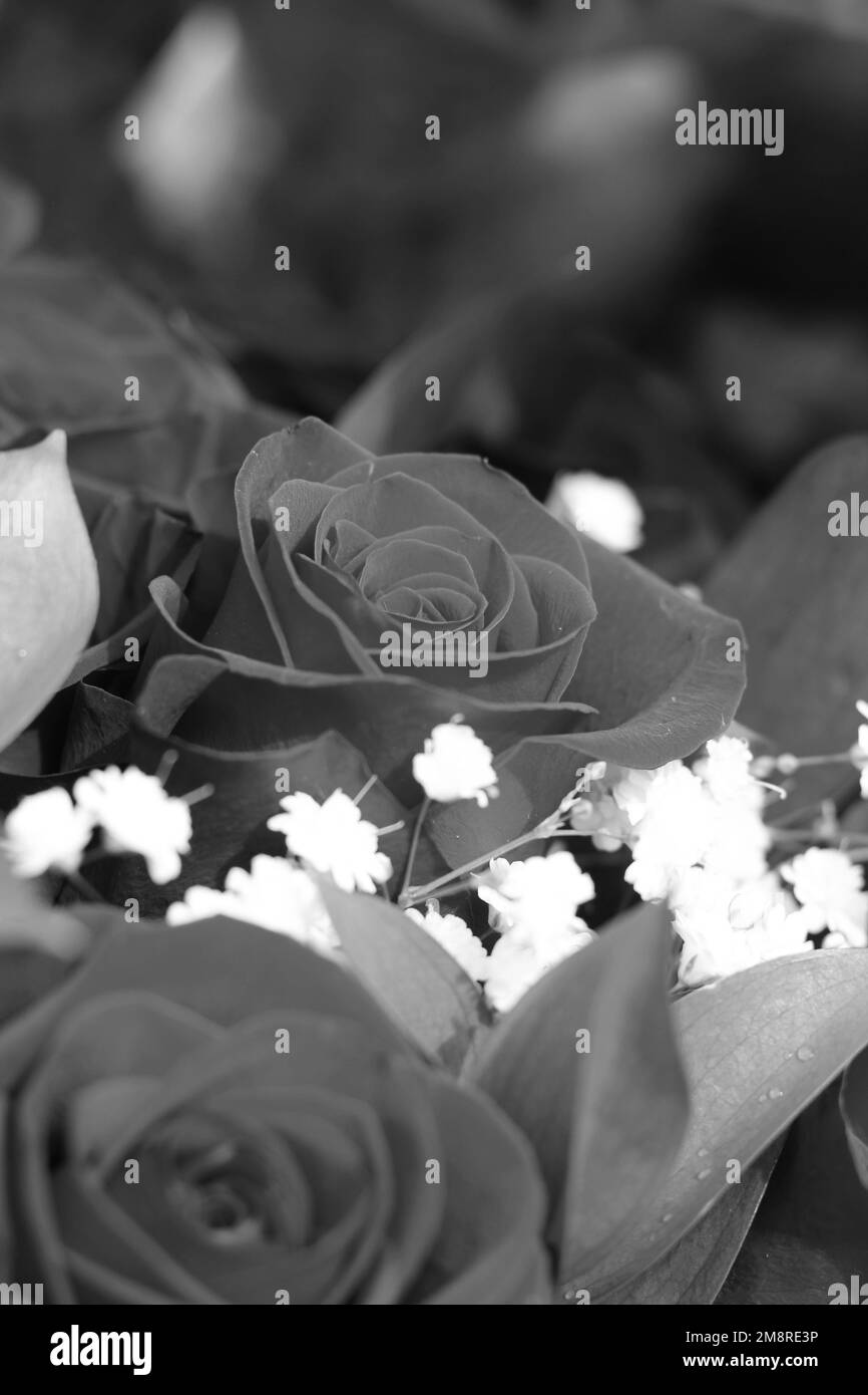 Beautiful typical common bouquet of roses and fresh flowers in a black ...