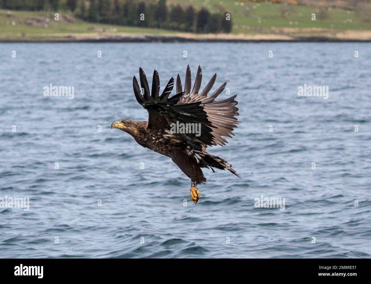 White Tailed Sea Eagles, Isle of Mull, Scotland Stock Photo - Alamy