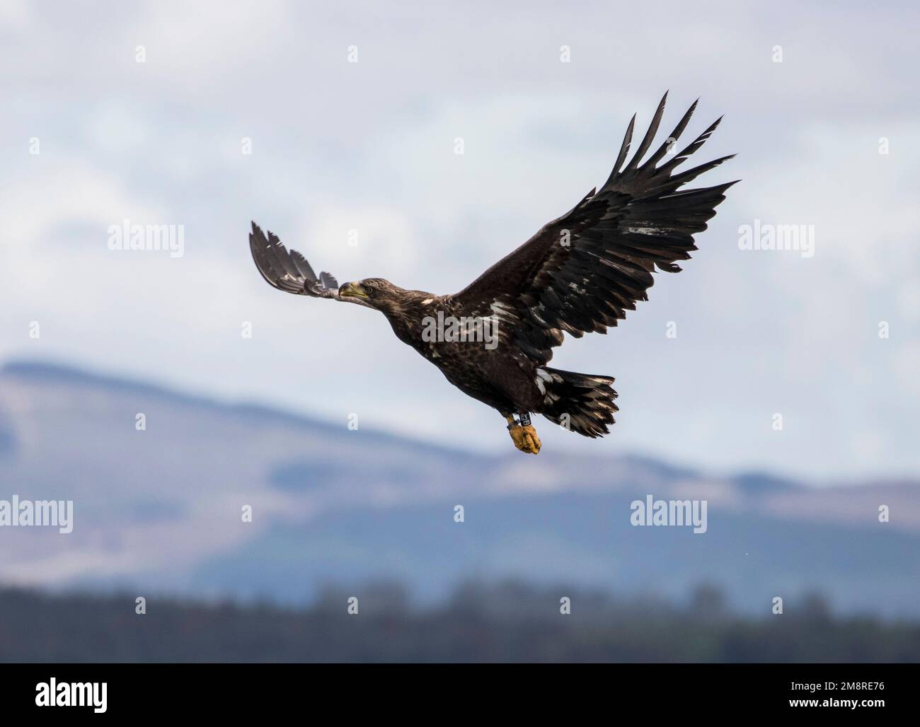 White Tailed Sea Eagles, Isle of Mull, Scotland Stock Photo - Alamy