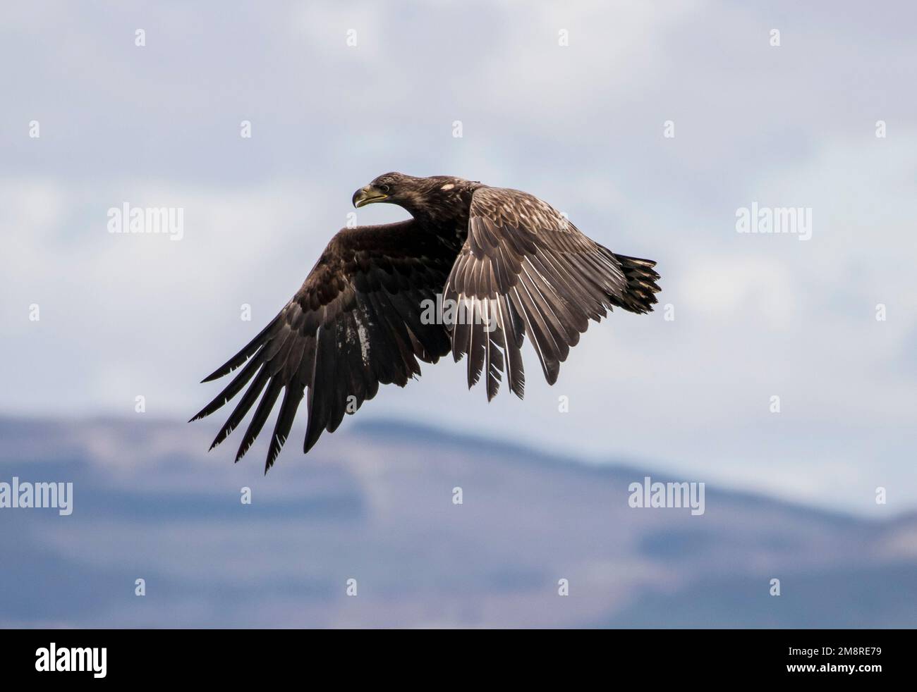 White Tailed Sea Eagles, Isle of Mull, Scotland Stock Photo - Alamy