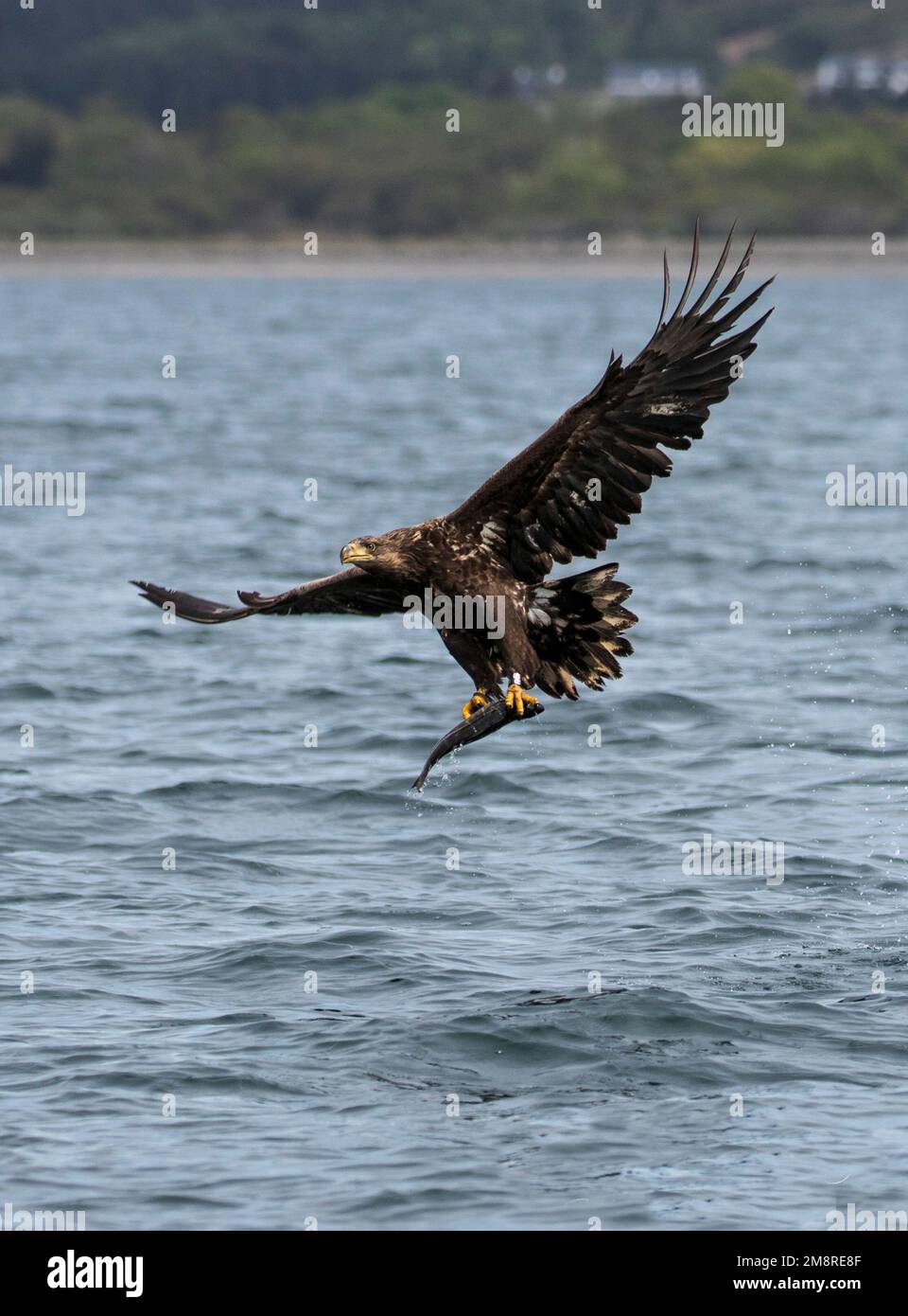 White Tailed Sea Eagles, Isle of Mull, Scotland Stock Photo - Alamy