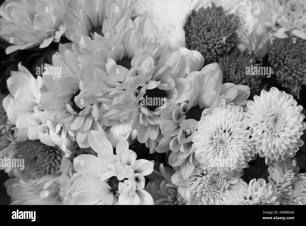 Beautiful bouquet of bright summer daisies in full bloom in a black and ...