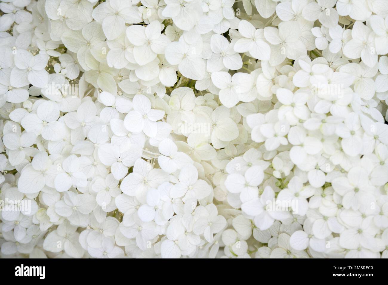 Blooming white Annabelle Hydrangea arborescens (commonly known as ...