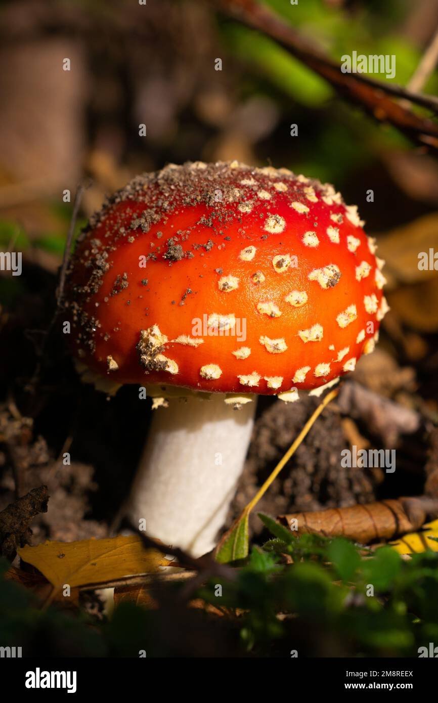 Spotted mushroom cap hi-res stock photography and images - Alamy