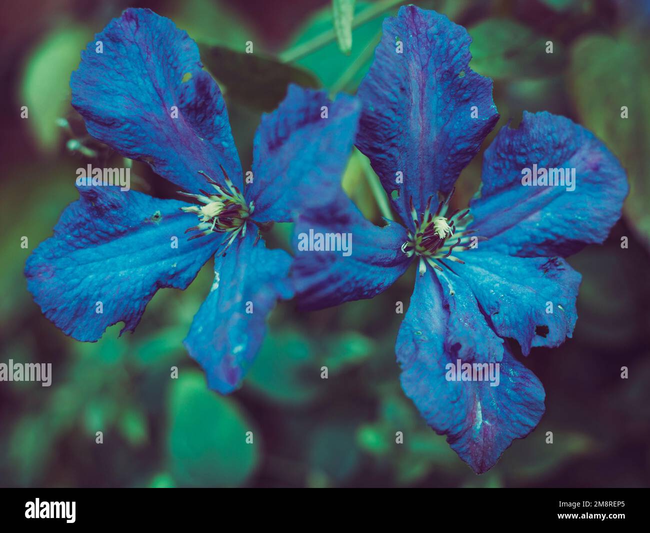 blue flowers in shallow depth of field Stock Photo - Alamy