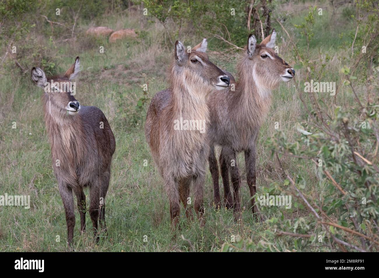 small group of water buck in the green savannah of the Kruger National ...