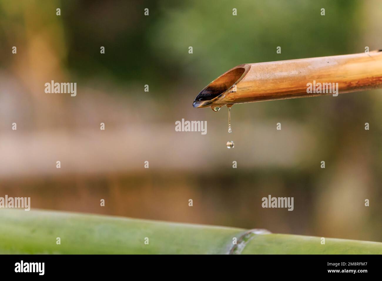 Bamboo Pipe Drip: Capturing the Beauty of Falling Water Stock Photo - Alamy