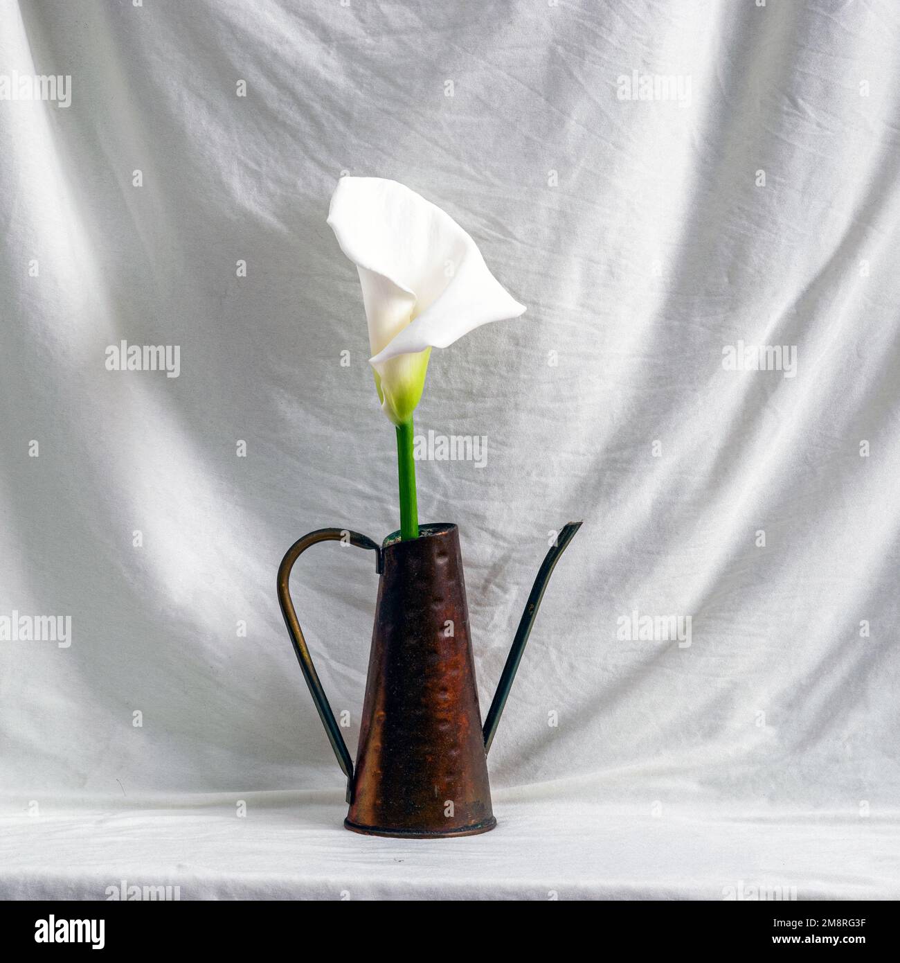 still life photo with white calla flower on white fabric drapery ...