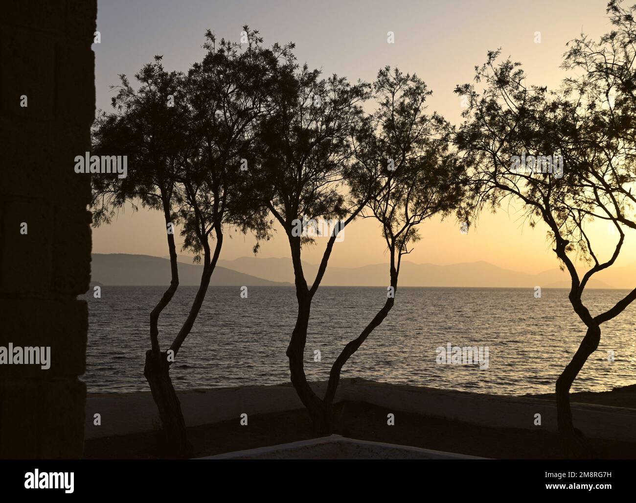 Sunset landscape with tree silhouettes in Plakakia beach, Aegina island ...