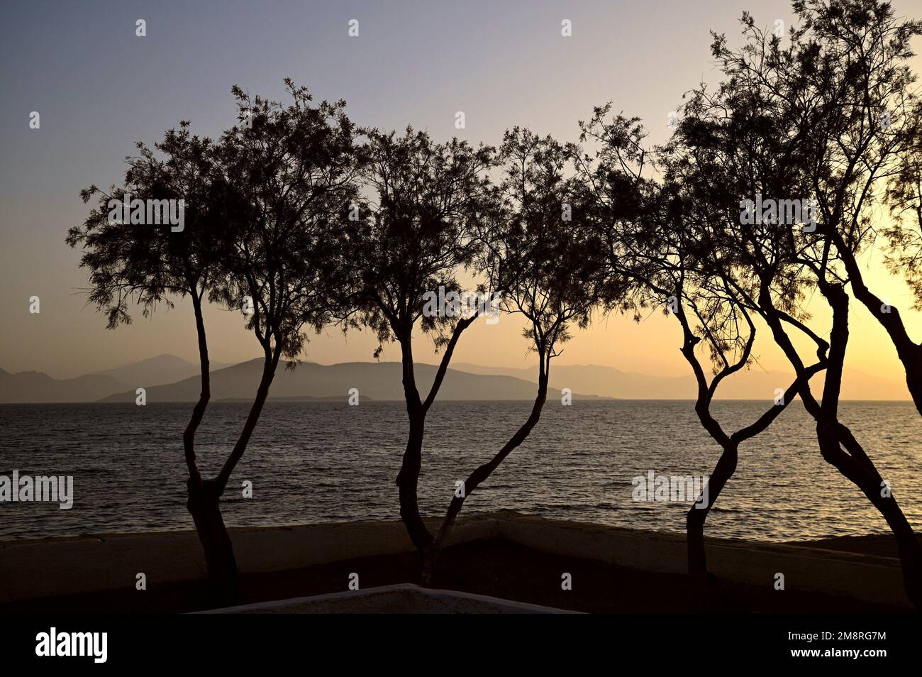 Sunset landscape with tree silhouettes in Plakakia beach, Aegina island ...