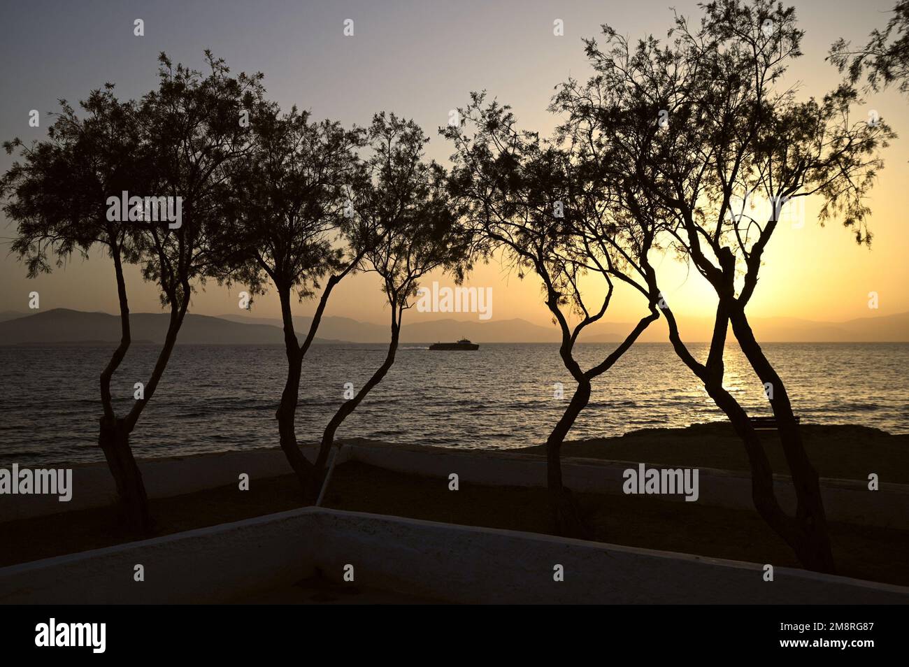 Sunset landscape with tree silhouettes in Plakakia beach, Aegina island ...