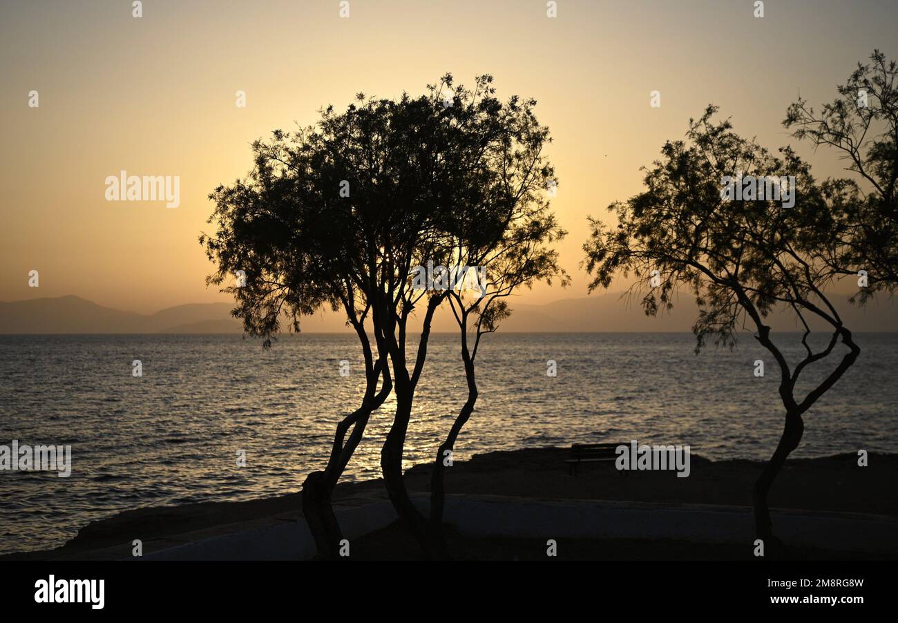 Sunset landscape with tree silhouettes in Plakakia beach, Aegina island ...