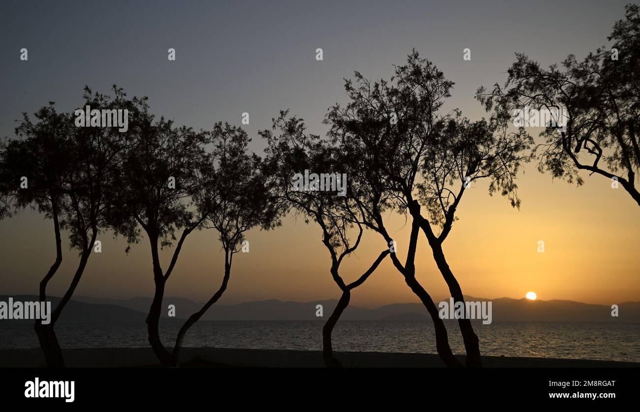 Sunset landscape with tree silhouettes in Plakakia beach, Aegina island ...