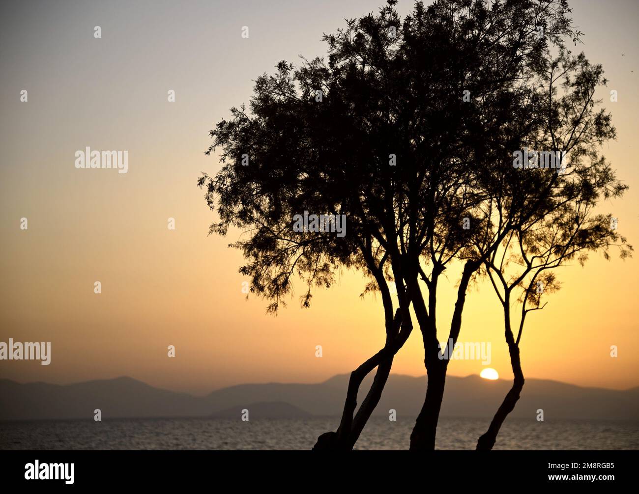 Sunset landscape with tree silhouettes in Plakakia beach, Aegina island ...