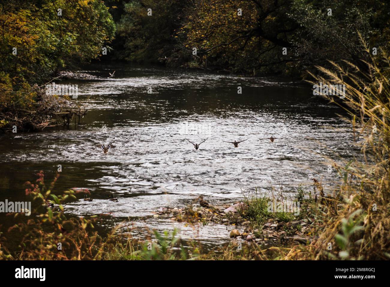 A scenic view of birds flying right above the river in the forest Stock ...