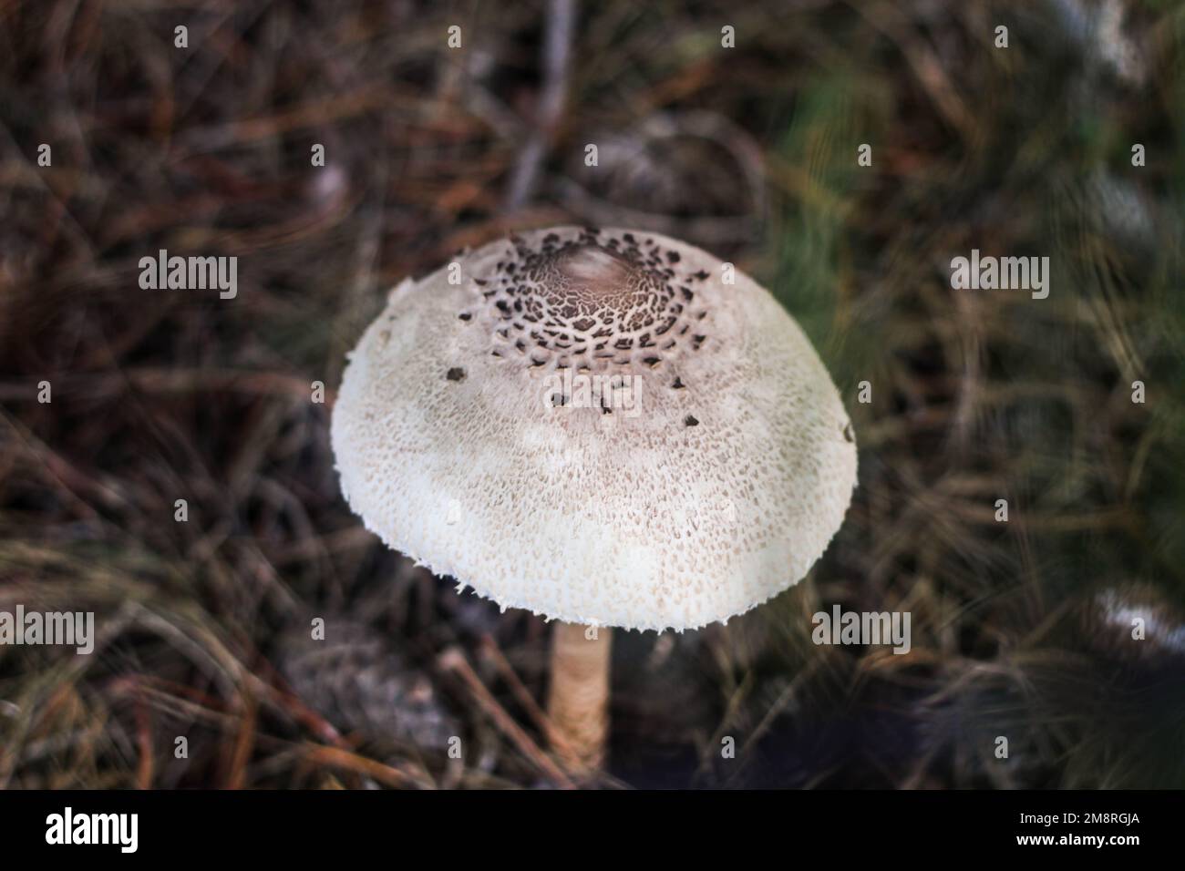 A closeup shot of a deadly poisonous death cap (Amanita phalloides) in ...