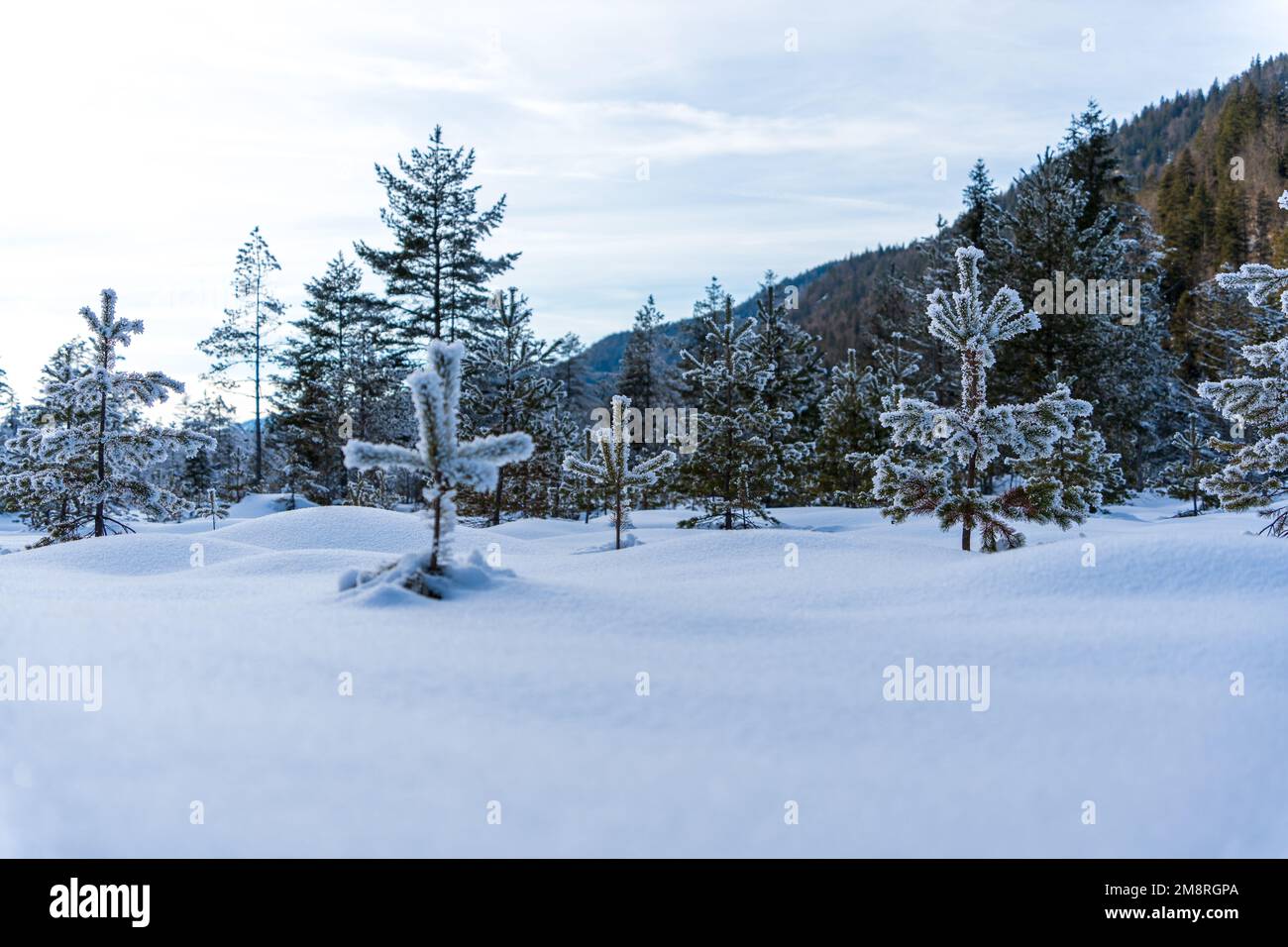 A scenic view of pine trees covered with snow in Bavarian Alps, Germany ...