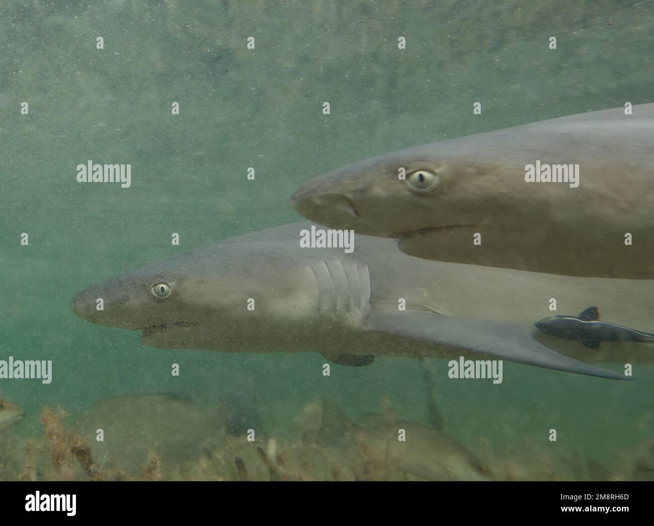 Juvenile Lemon Shark (Negaprion brevirostris) in the mangroves of North ...