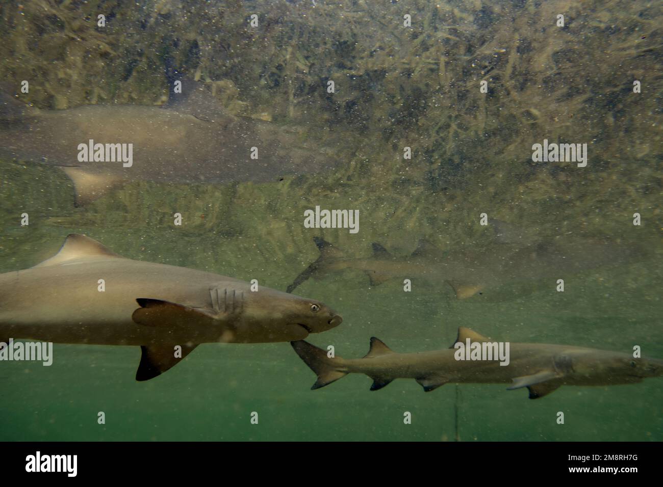 Juvenile Lemon Shark (Negaprion brevirostris) in the mangroves of North ...