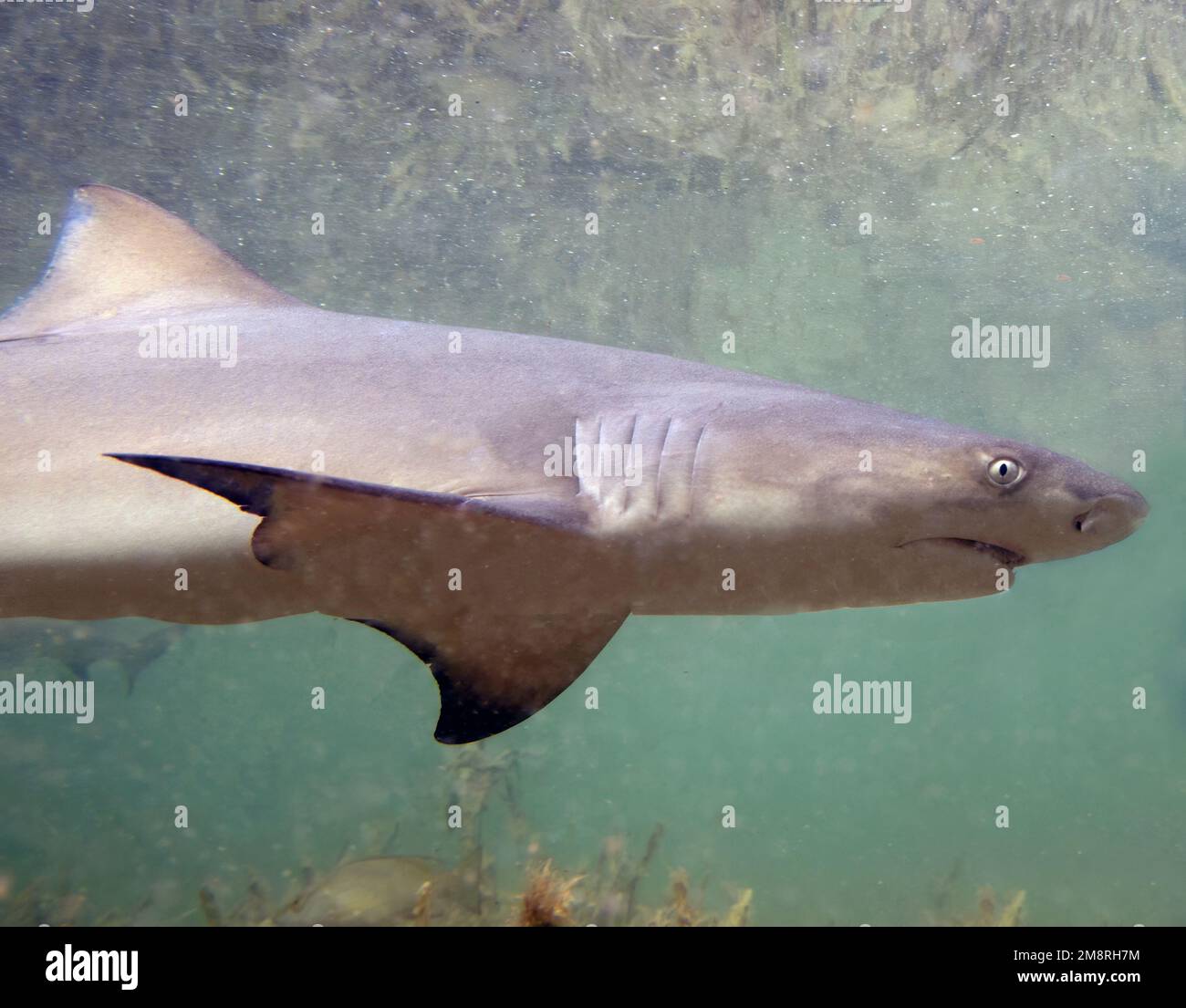 Juvenile Lemon Shark (Negaprion brevirostris) in the mangroves of North ...