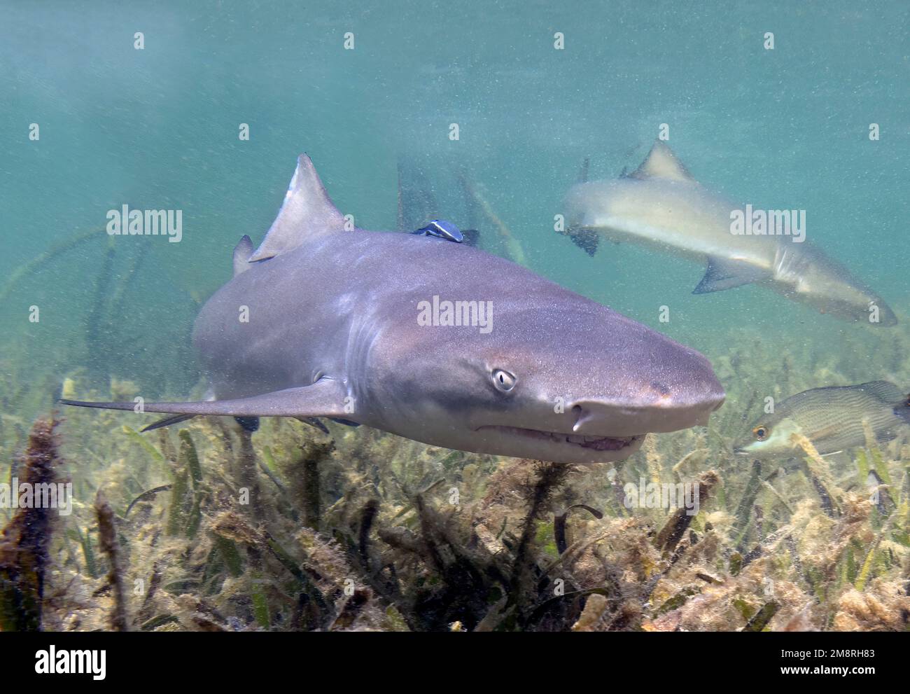Juvenile Lemon Shark (Negaprion brevirostris) in the mangroves of North ...