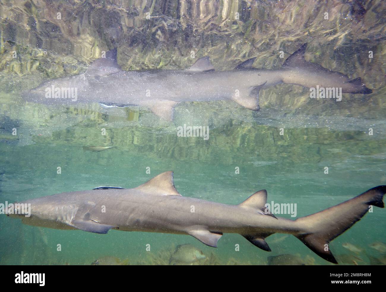 Juvenile Lemon Shark (Negaprion brevirostris) in the mangroves of North ...