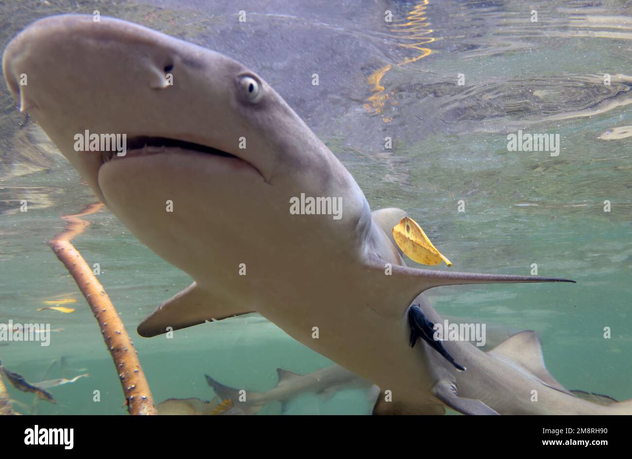 Juvenile Lemon Shark (Negaprion brevirostris) in the mangroves of North ...