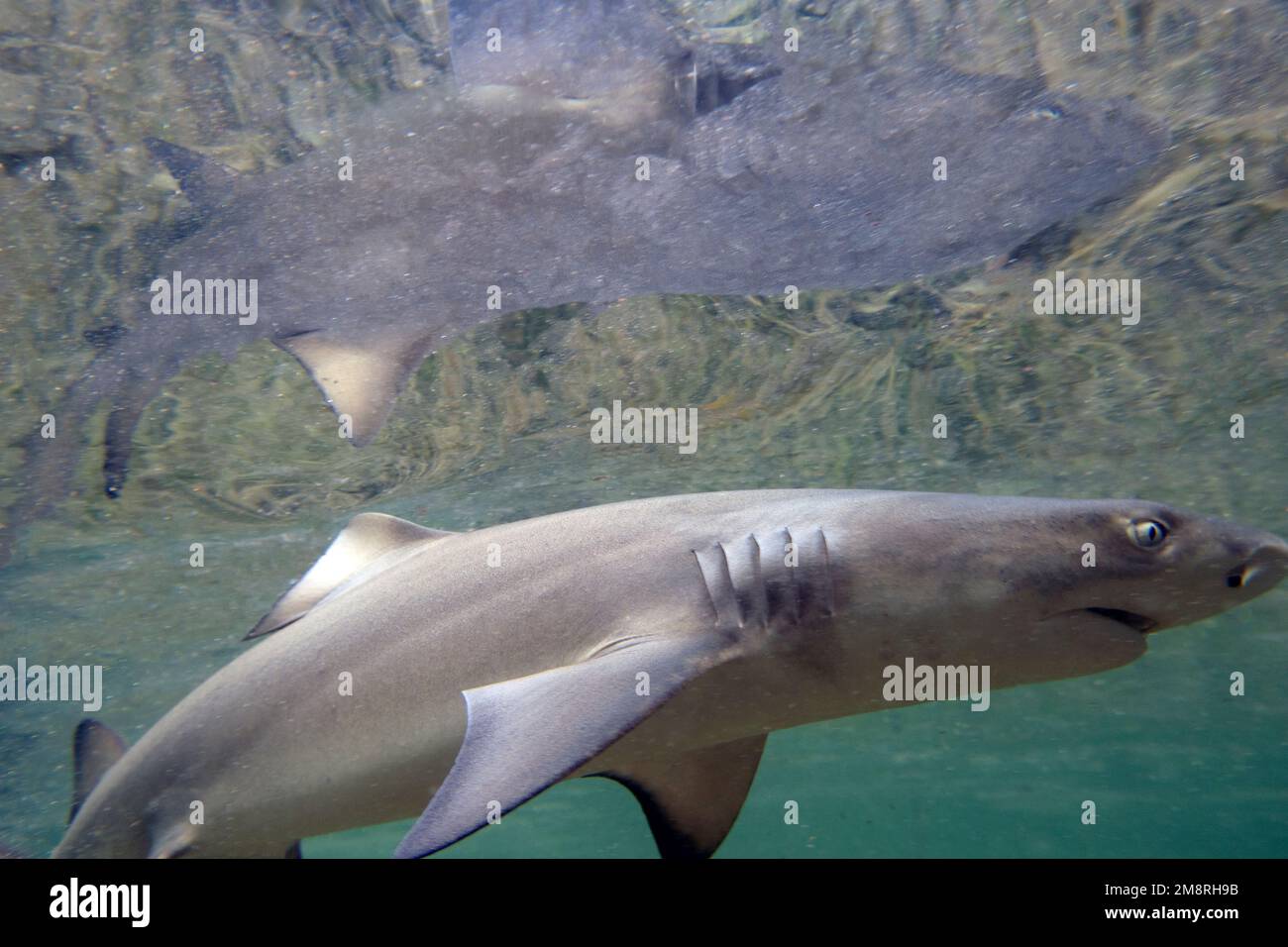 Juvenile Lemon Shark (Negaprion brevirostris) in the mangroves of North ...