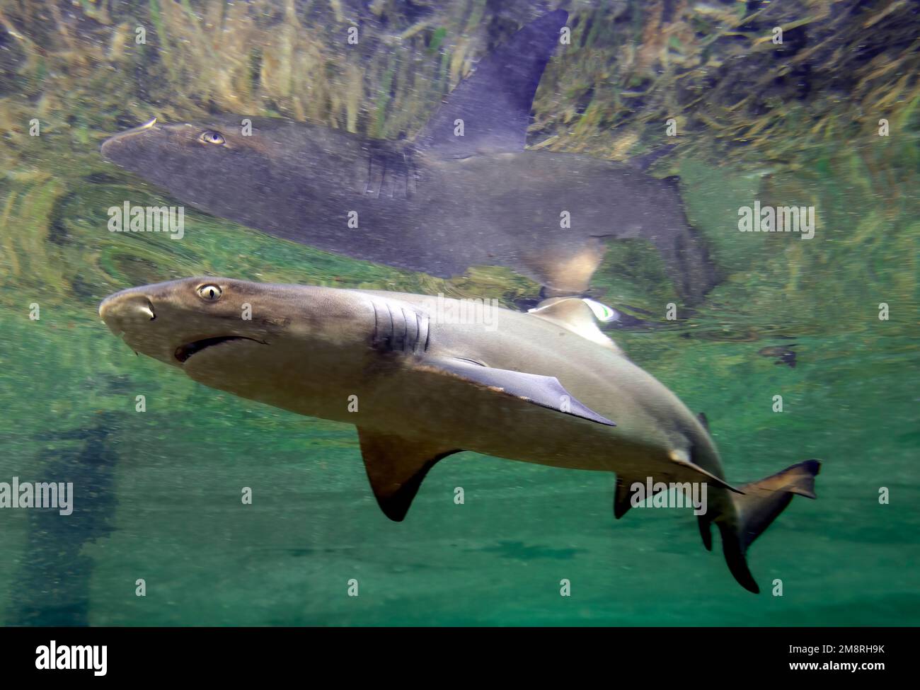 Juvenile Lemon Shark (Negaprion brevirostris) in the mangroves of North ...