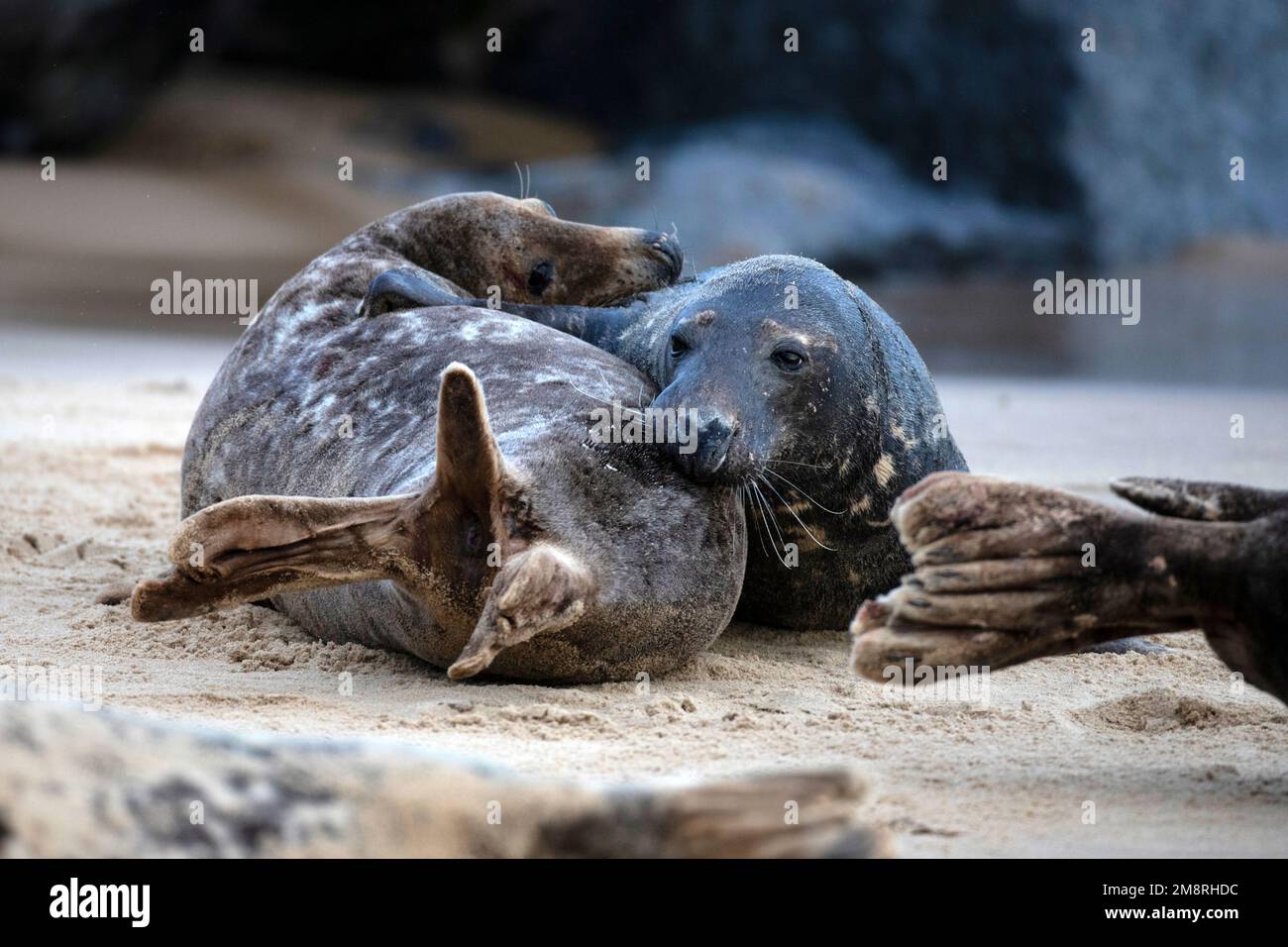 A male Atlantic grey seal searching for a female to mate with on Waxham ...