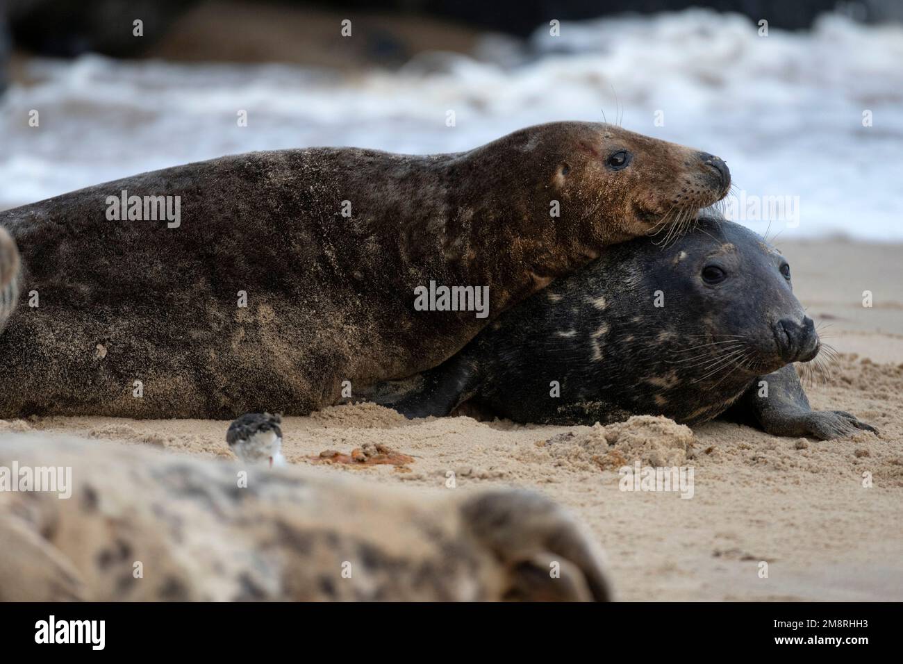 A male Atlantic grey seal searching for a female to mate with on Waxham ...