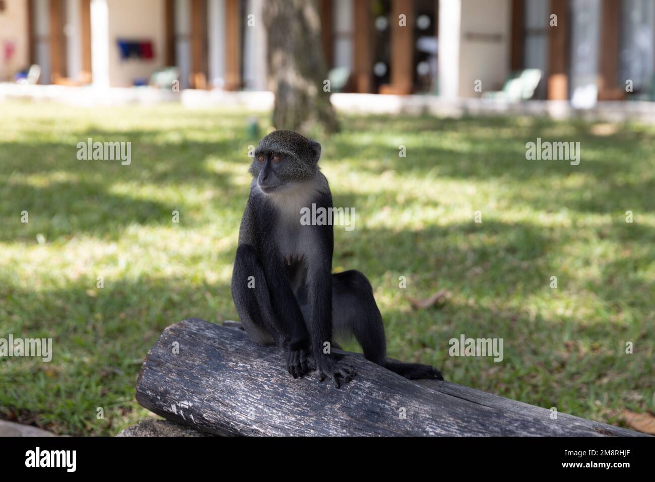 Monkey perch hi-res stock photography and images - Alamy