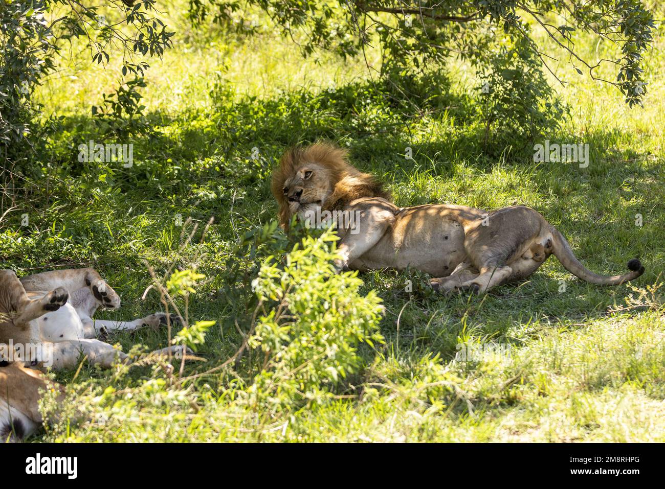 African lions mate hi-res stock photography and images - Alamy