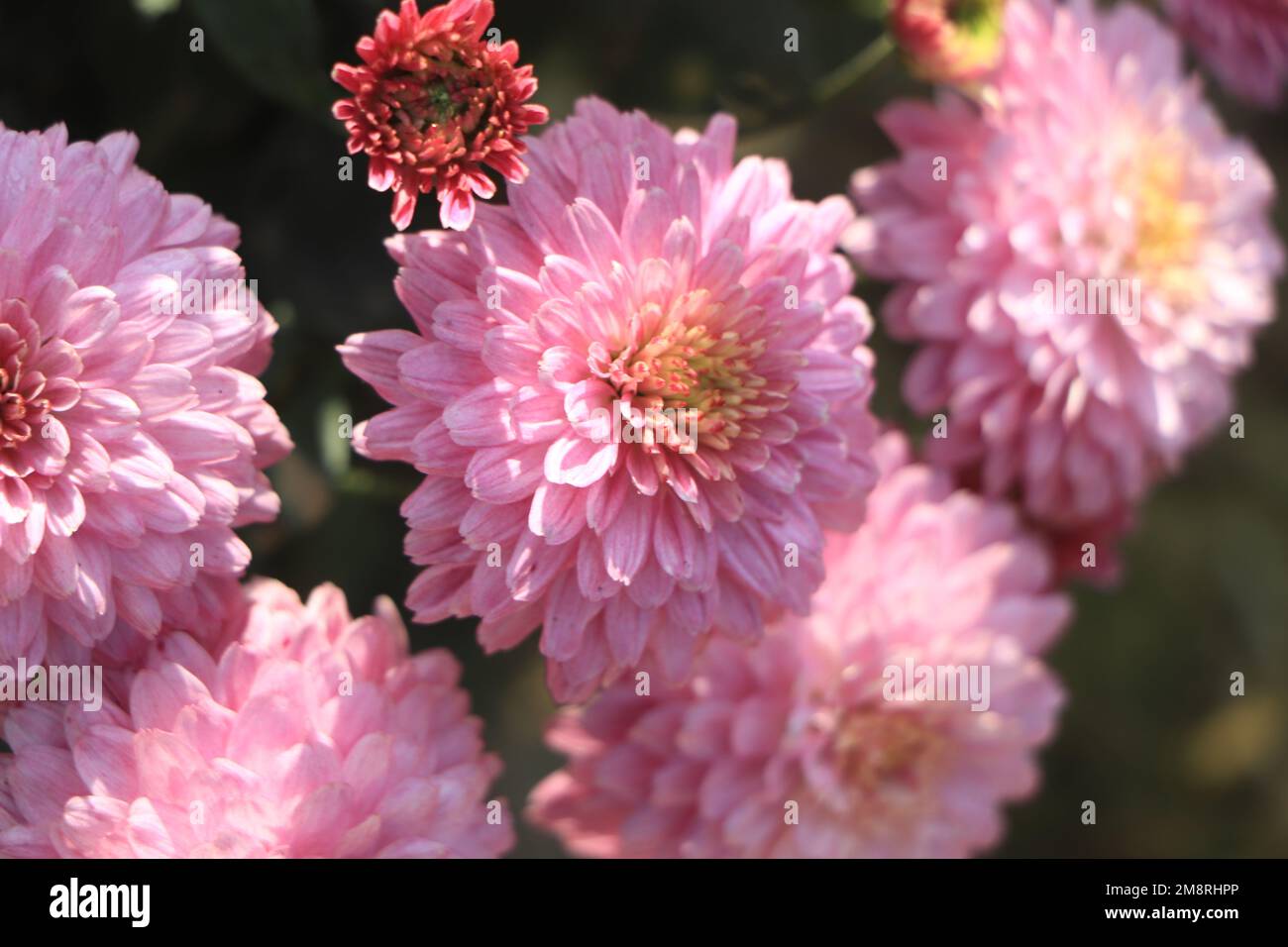 Garden flower background hi-res stock photography and images - Alamy
