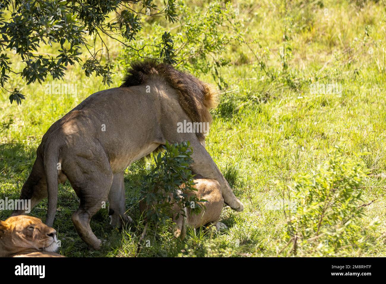 Lions mating in the bush Stock Photo - Alamy