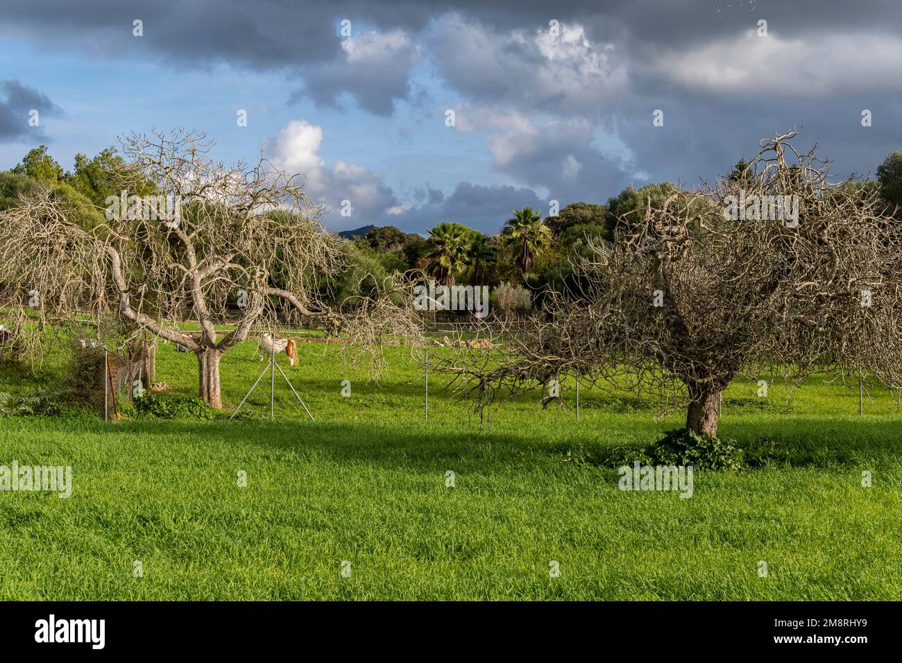 Landscape with dry fig trees, Ficus carica, at sunset on a winter day ...