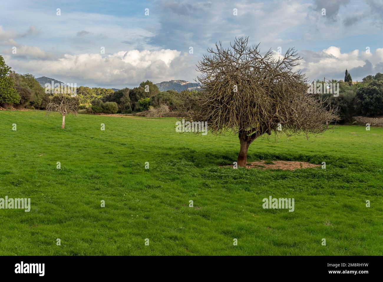 Landscape with dry fig trees, Ficus carica, at sunset on a winter day ...