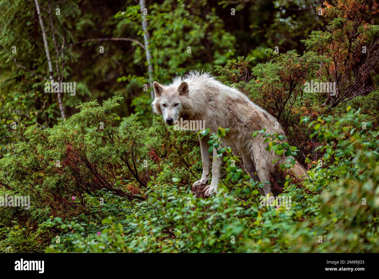 Wild Canadian wolf climbing a log in the wilderness in spring, British ...