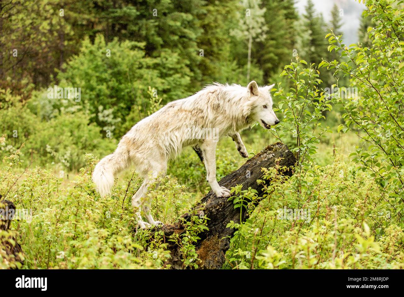 Wild Canadian wolf climbing a log in the wilderness in spring, British ...