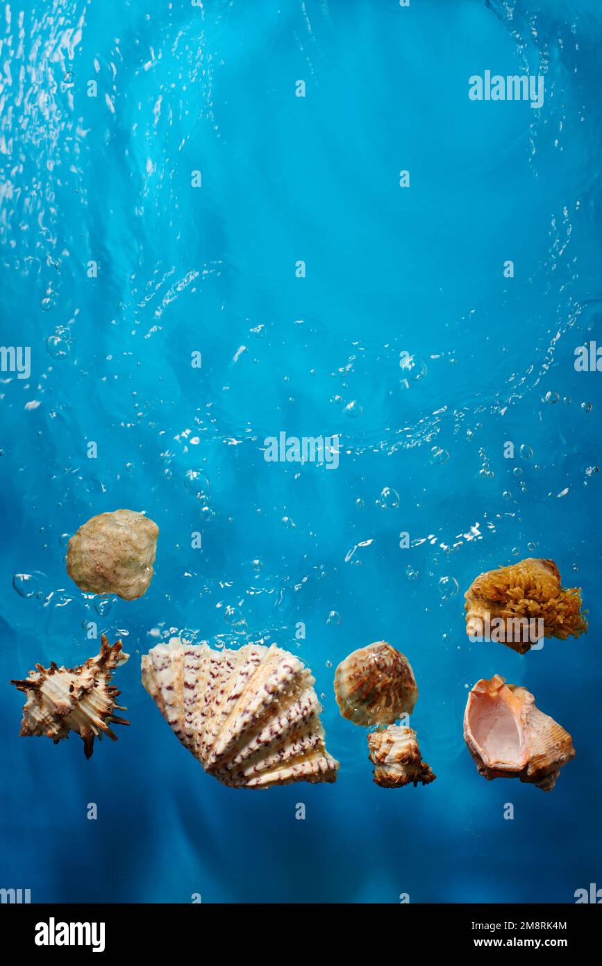 Collection of beautiful different seashells in bright blue ocean water ...