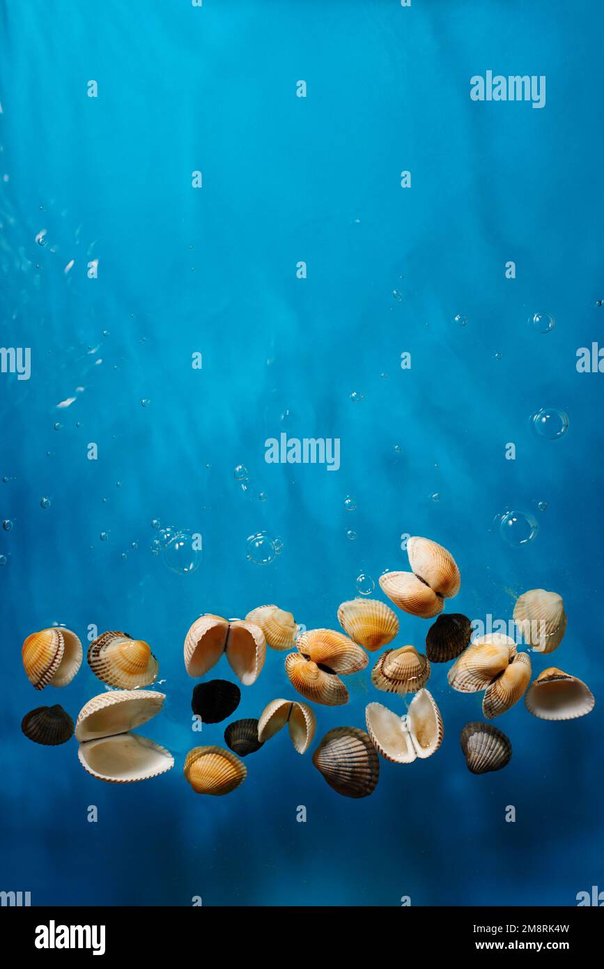 Collection of beautiful different bivalve seashells in bright blue ...
