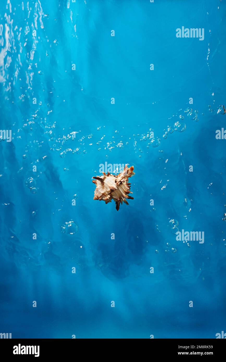 Beautiful conch seashell in bright blue ocean water with waves and ...