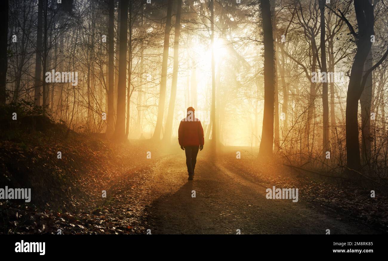 Male hiker walking into the bright gold rays of light in a misty forest ...