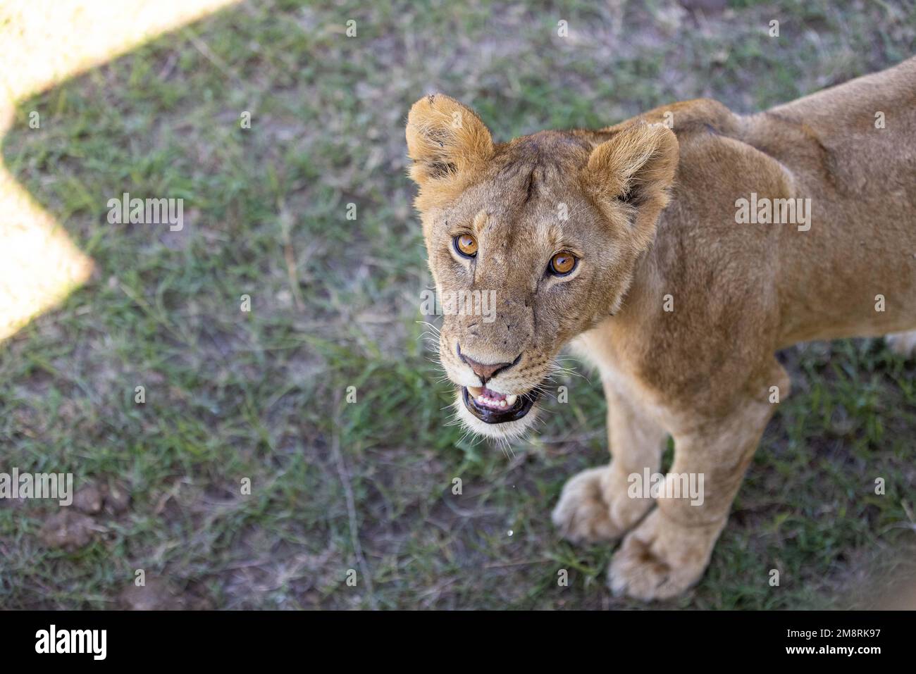 A lion rests in the shade Stock Photo - Alamy