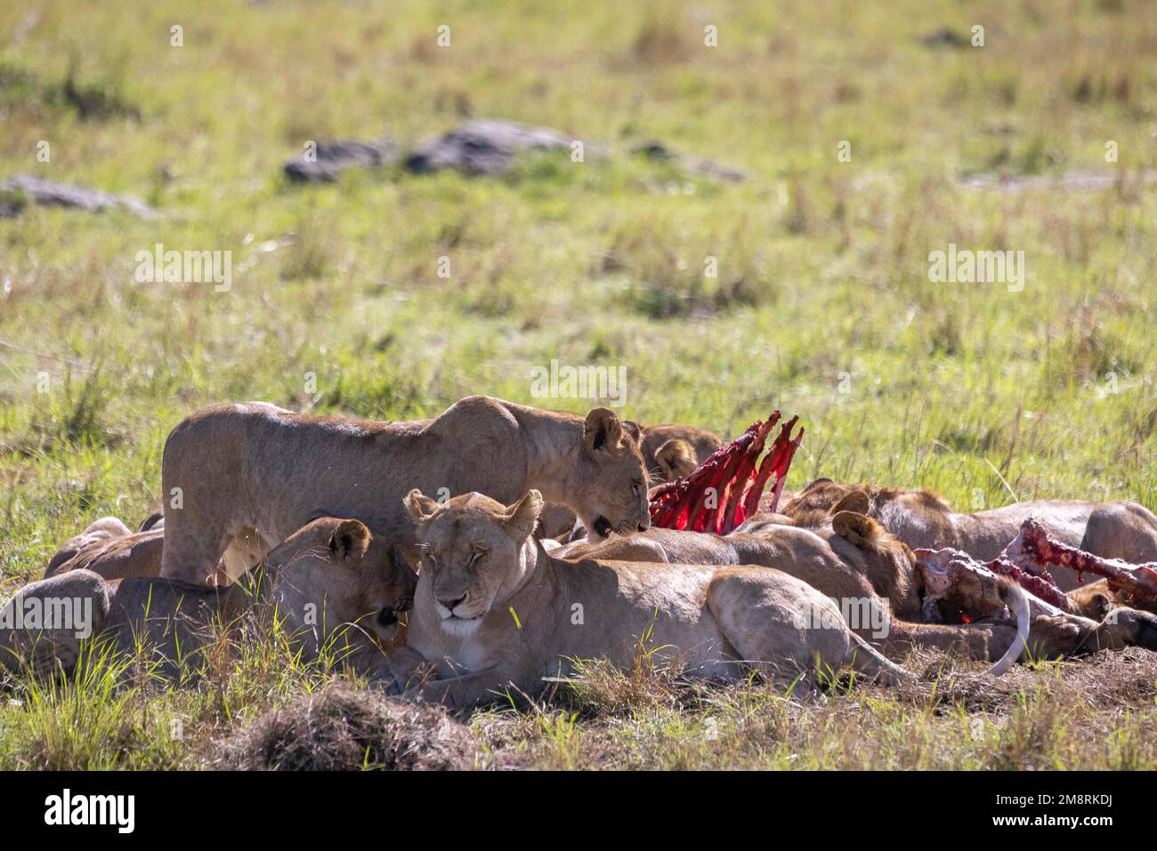 Lions feast on a wildebeest corpse Stock Photo - Alamy